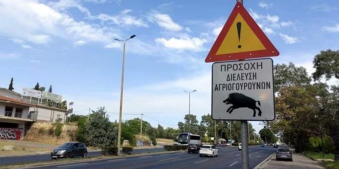 Προσοχή αγριογούρουνα: Οι πρώτες πινακίδες τοποθετήθηκαν στην Αττική